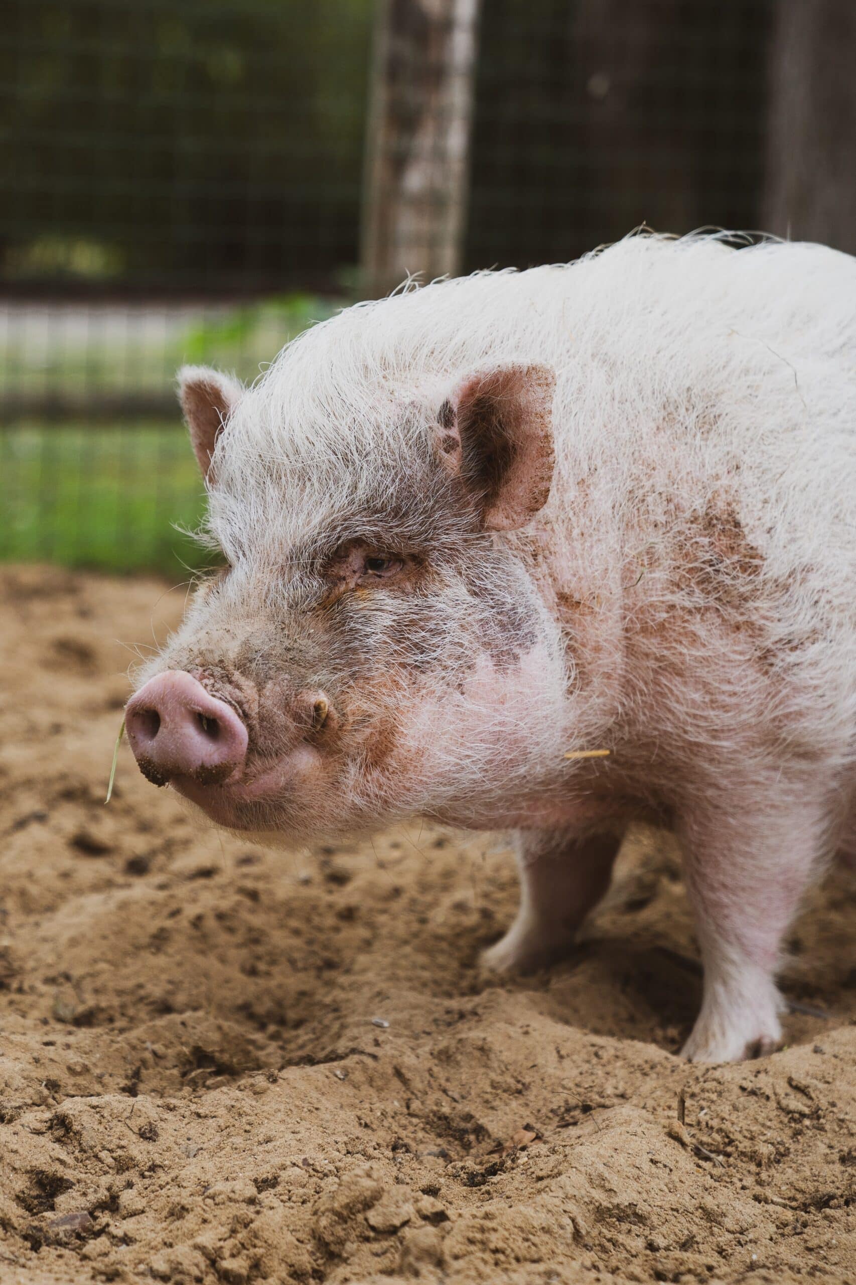 Dierenwijck - Plaswijckpark